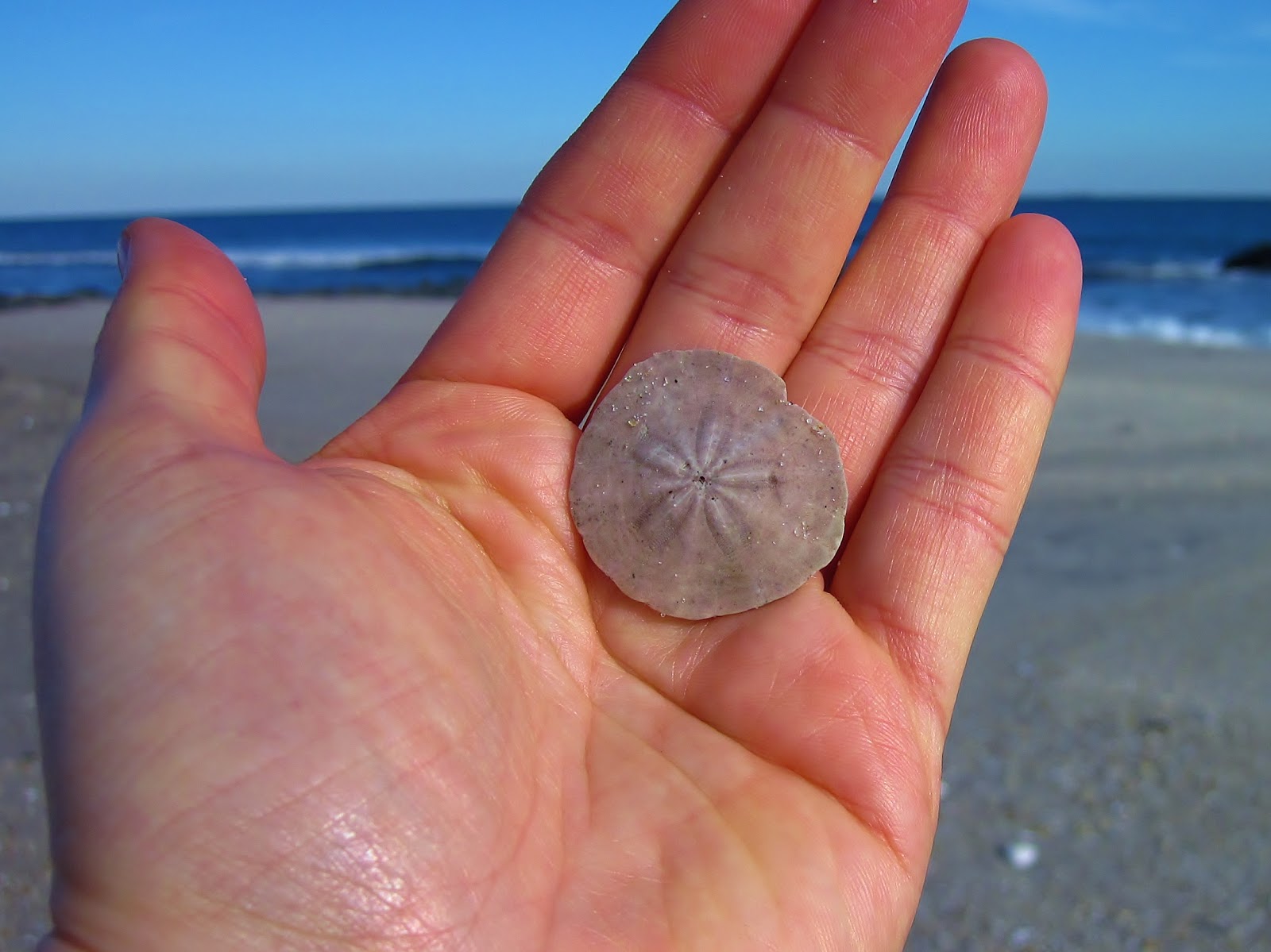 Nature on the Edge of New York City: Spotting Sand Dollars in Long ...