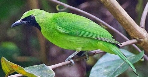 Cara Merawat Burung Cucak ijo Agar Cepat Berkicau - Hobiku23