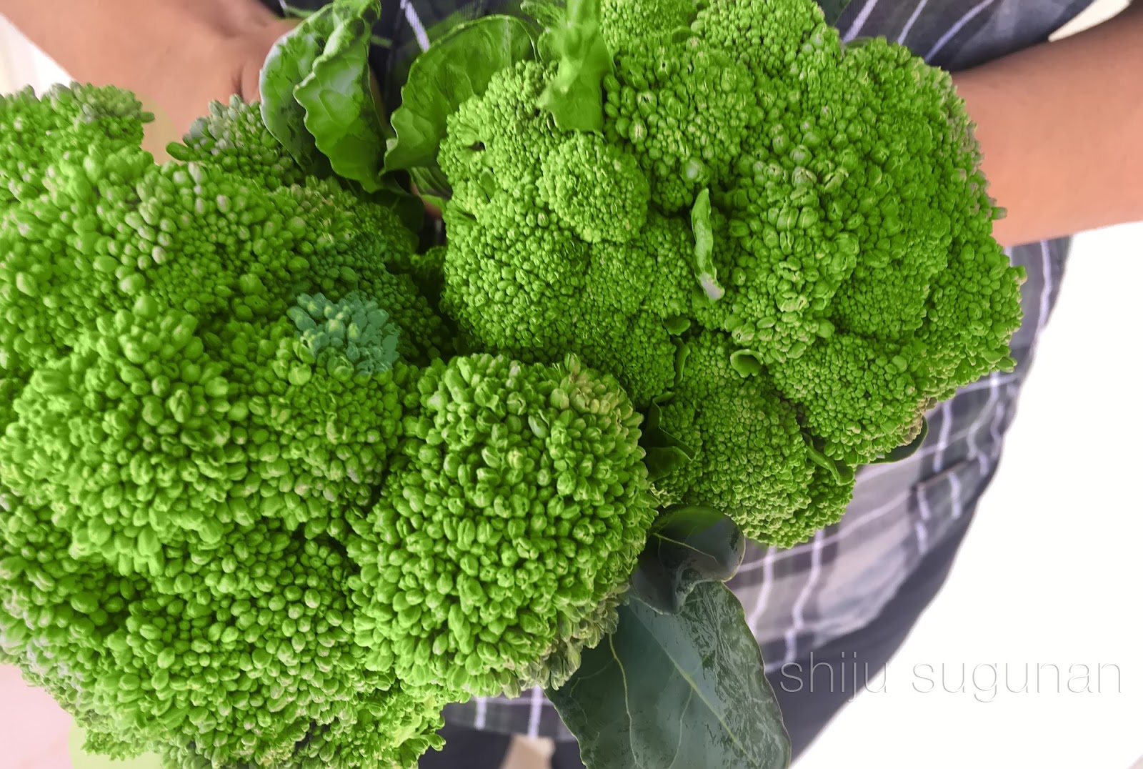 Cranium Bolts: Of birds, butterflies and broccoli