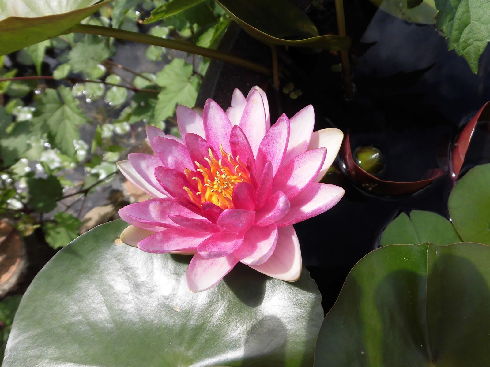 60歳で無職の優雅な日々: スイレン・レネ・ゲラード Nymphaea 'Rene Gerard'