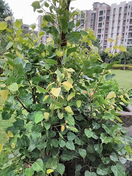 Peepal Tree or Pipal tree