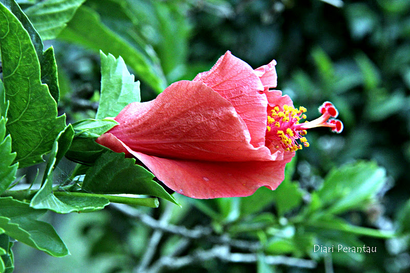 Lensa Foto Malaysia: Koleksi Bunga raya