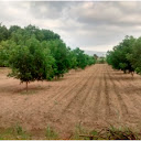 Animales y Plantas de Perú PLAAN