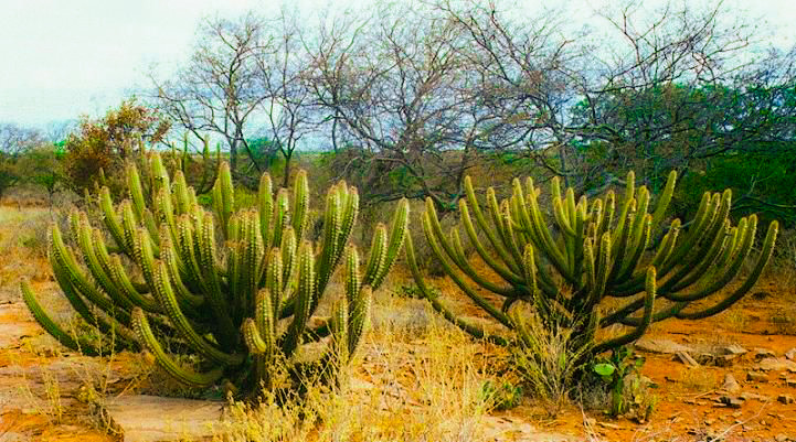Xique-Xique: O Tesouro Espinhoso do Nordeste Brasileiro