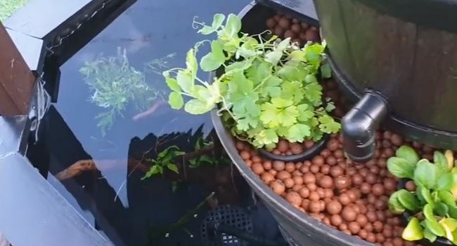 Australian Murray River Rainbowfish Profile