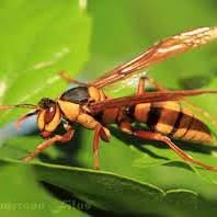 MUNDO INFANTIL: O MARIBONDO