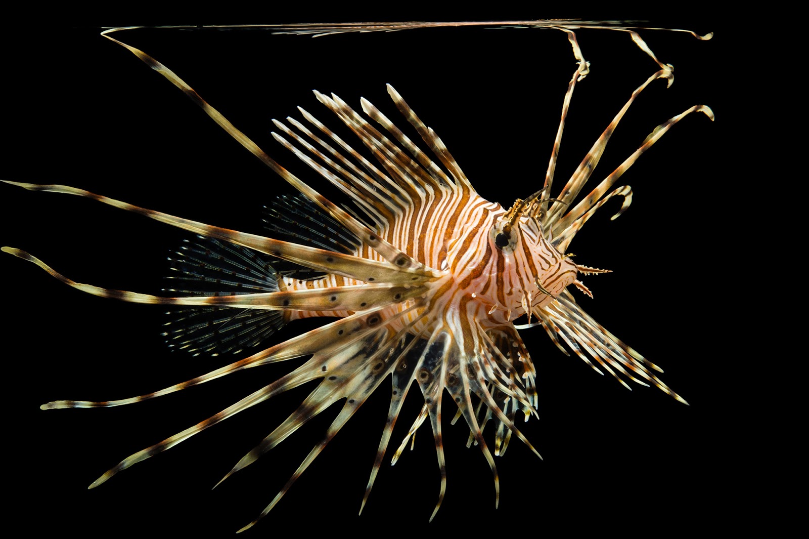 LION FISH photos - wallpapers (ανανεωμένο) | the fun bank