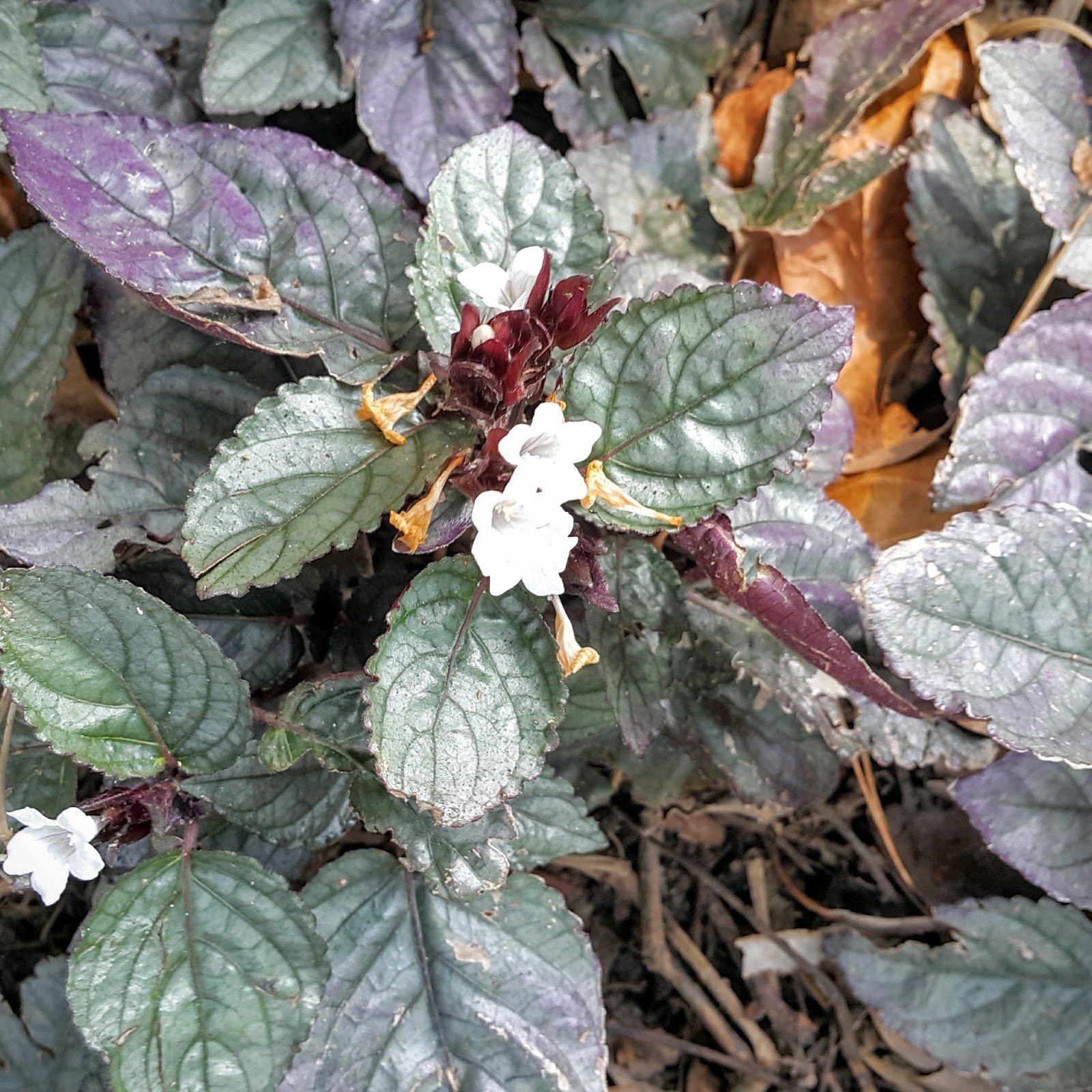 "Verdade//aspas" : 👪 Acanthaceae (Hemigraphis alternata)