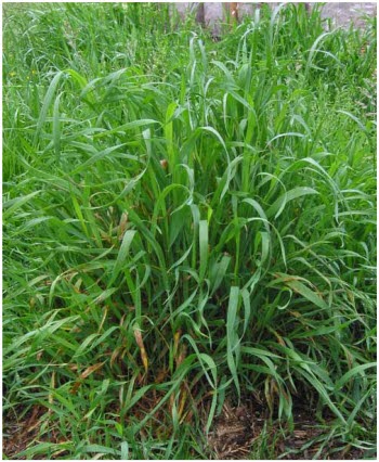 prirodno lecenje biljem