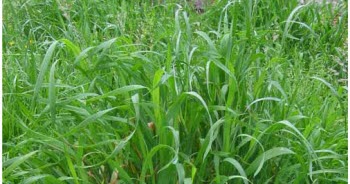 prirodno lecenje biljem