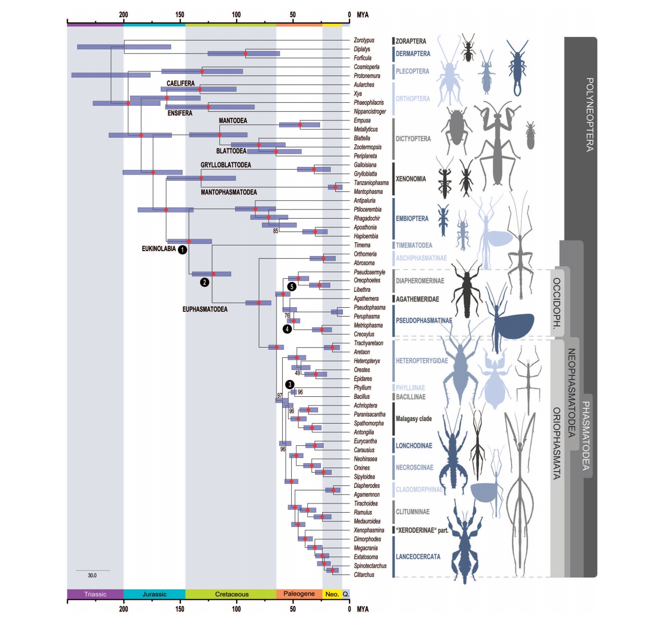 Species New to Science: [Entomology • 2019] Occidophasmata ...
