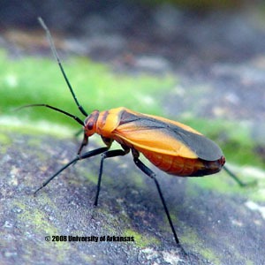 clay and limestone: Phlox Fall Care Essentials!