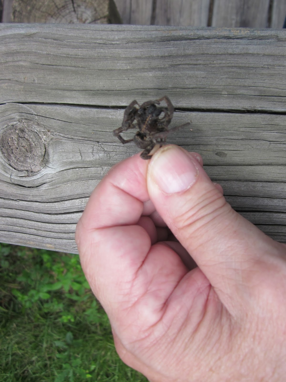 Dizzy's Wanderings & Wonderings: A Bad Spider.