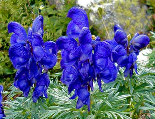 ACÓNITO :'''NO LO SE!!!... ¿O SI?