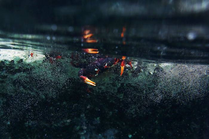 Chingum — Discover Curiosities: Crab migration in Cuba