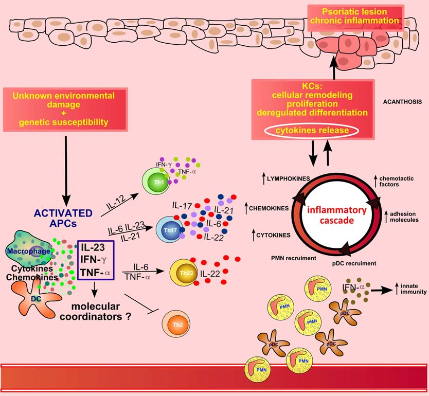 Biology101: Inflammation and Insulin Resistance