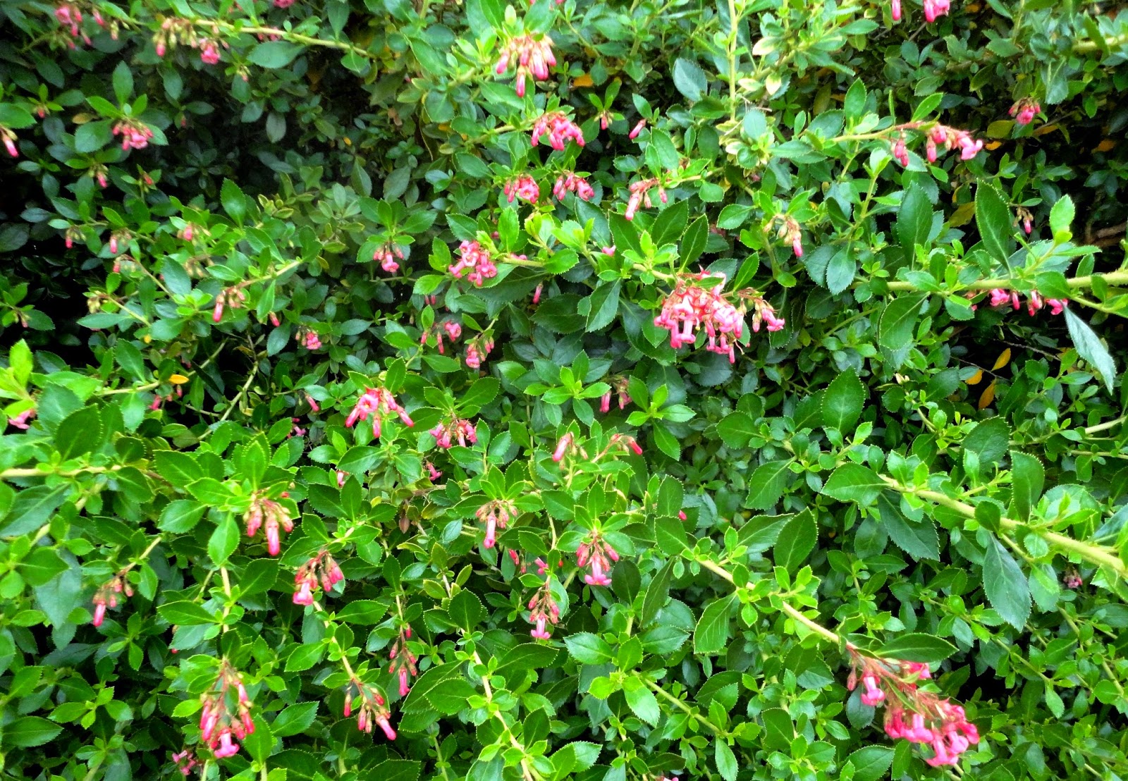 Bolotas guardadas: ESCALÓNIA