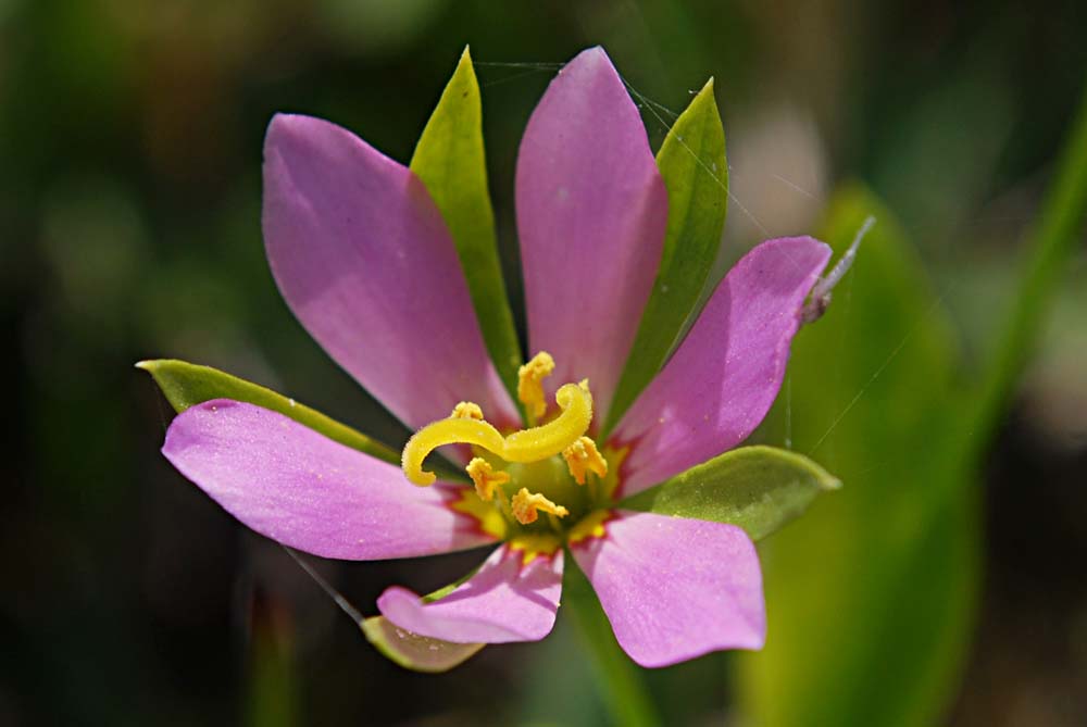 Space Coast Wildflowers: Orlando Wetlands Park, April 13, 2012