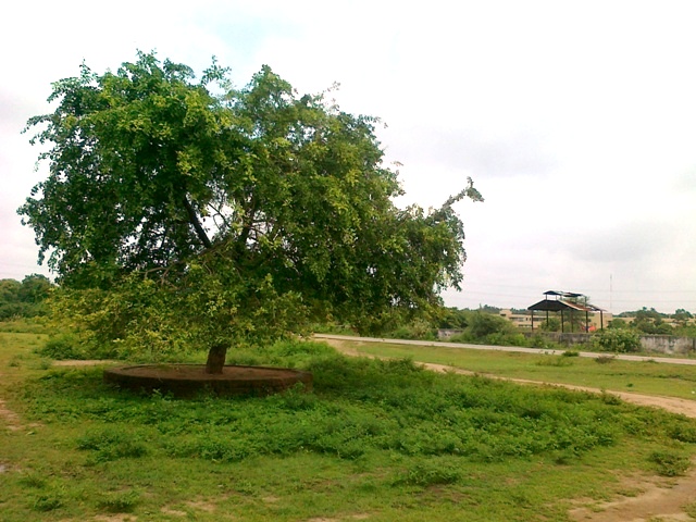 Bilva tree and lord shiva