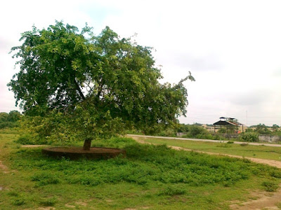 Bilva tree and lord shiva