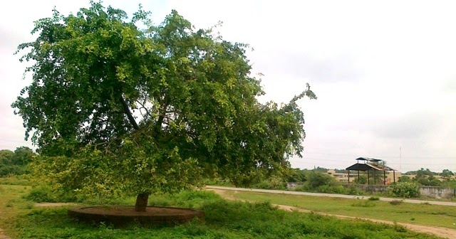 Bilva tree and lord shiva