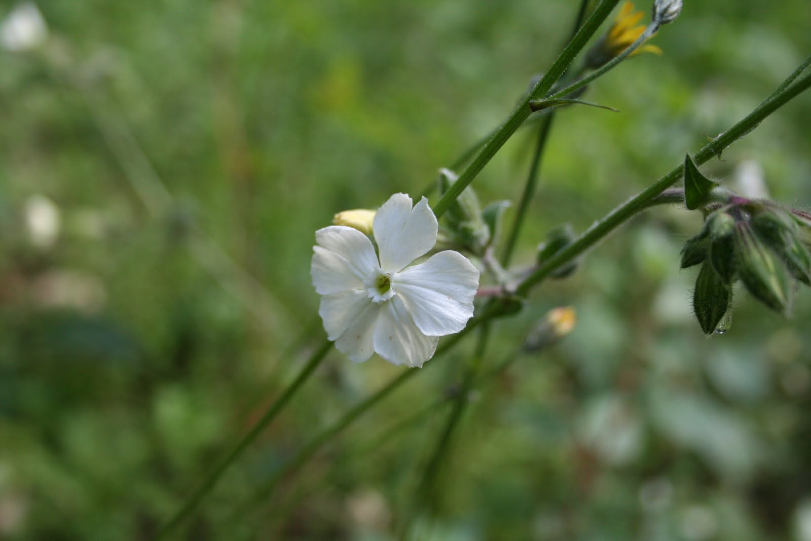 FLORS DE L'ARDENYA: HERBA PRIMA