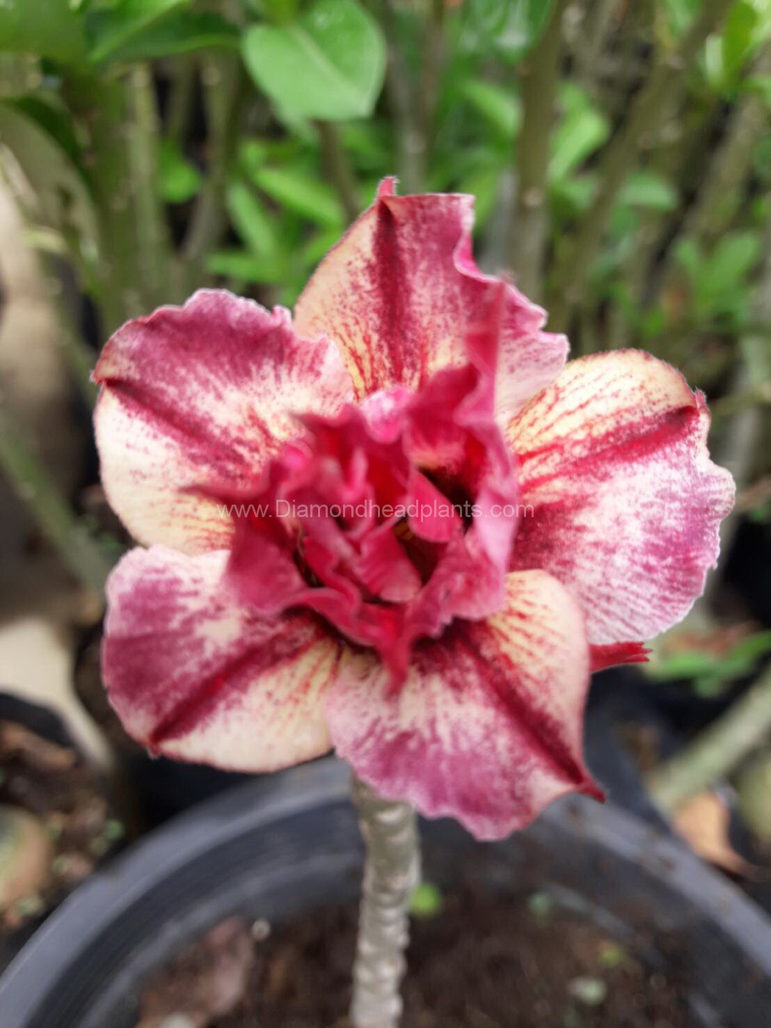 Adenium: New Adenium Catalog 2018-2019