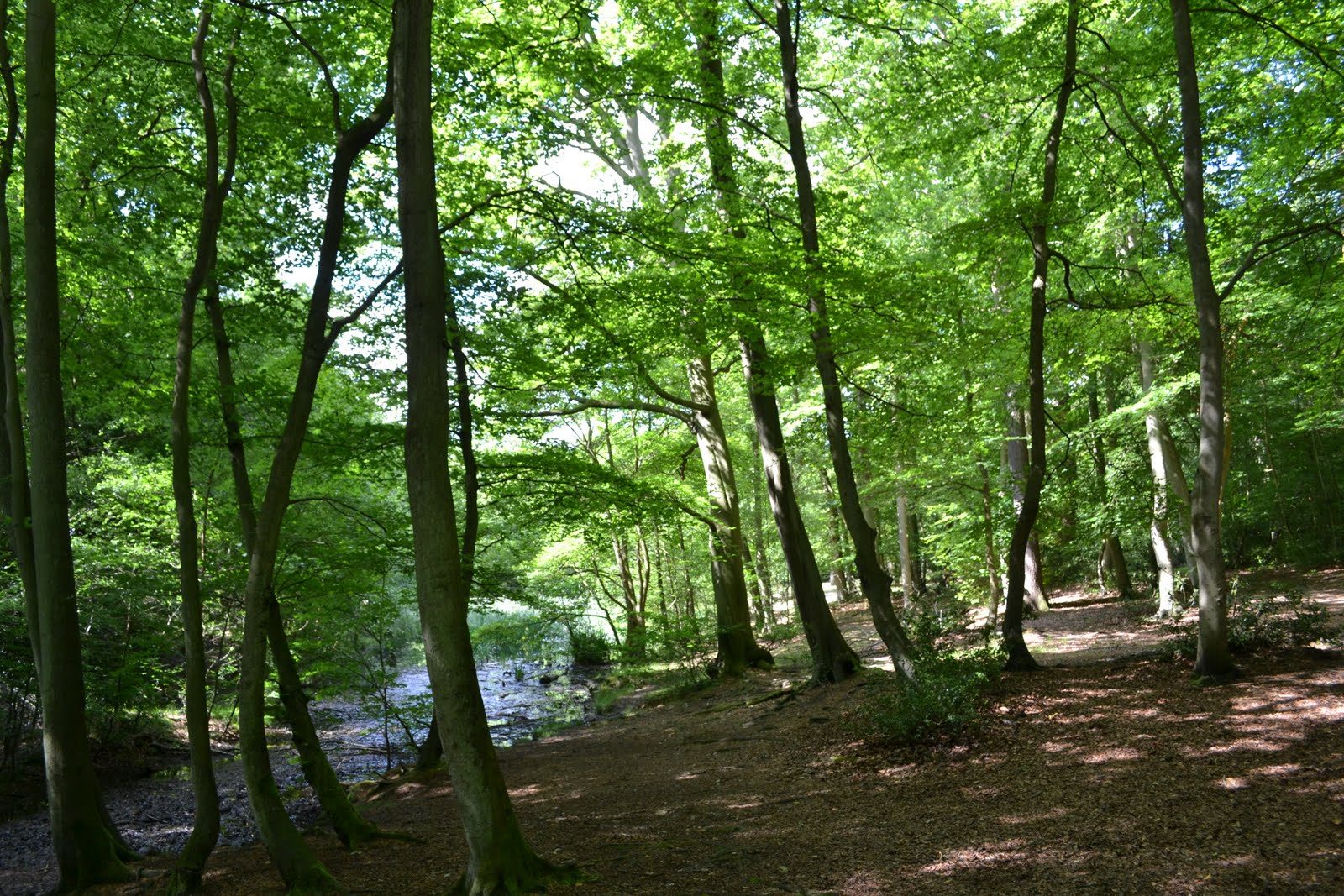Walks among Flowers: Buckinghamshire: Burnham Beeches & Stoke Common ...