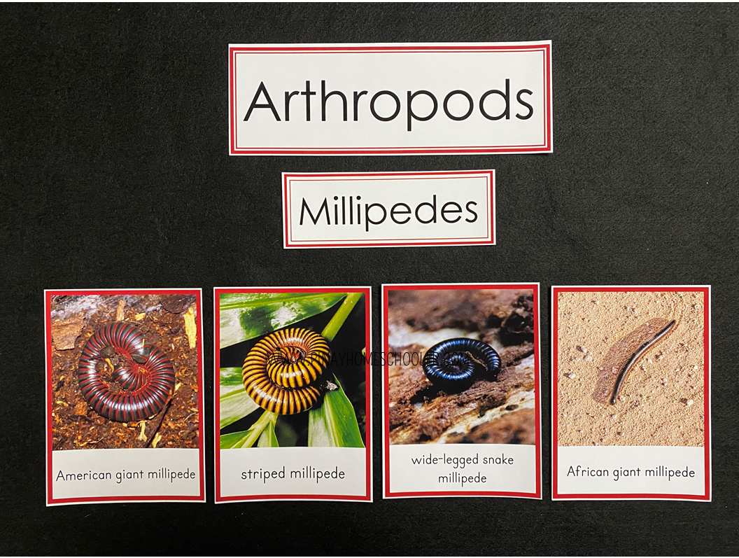The Arthropods Learning Material (with FREE Files) | The Pinay Homeschooler