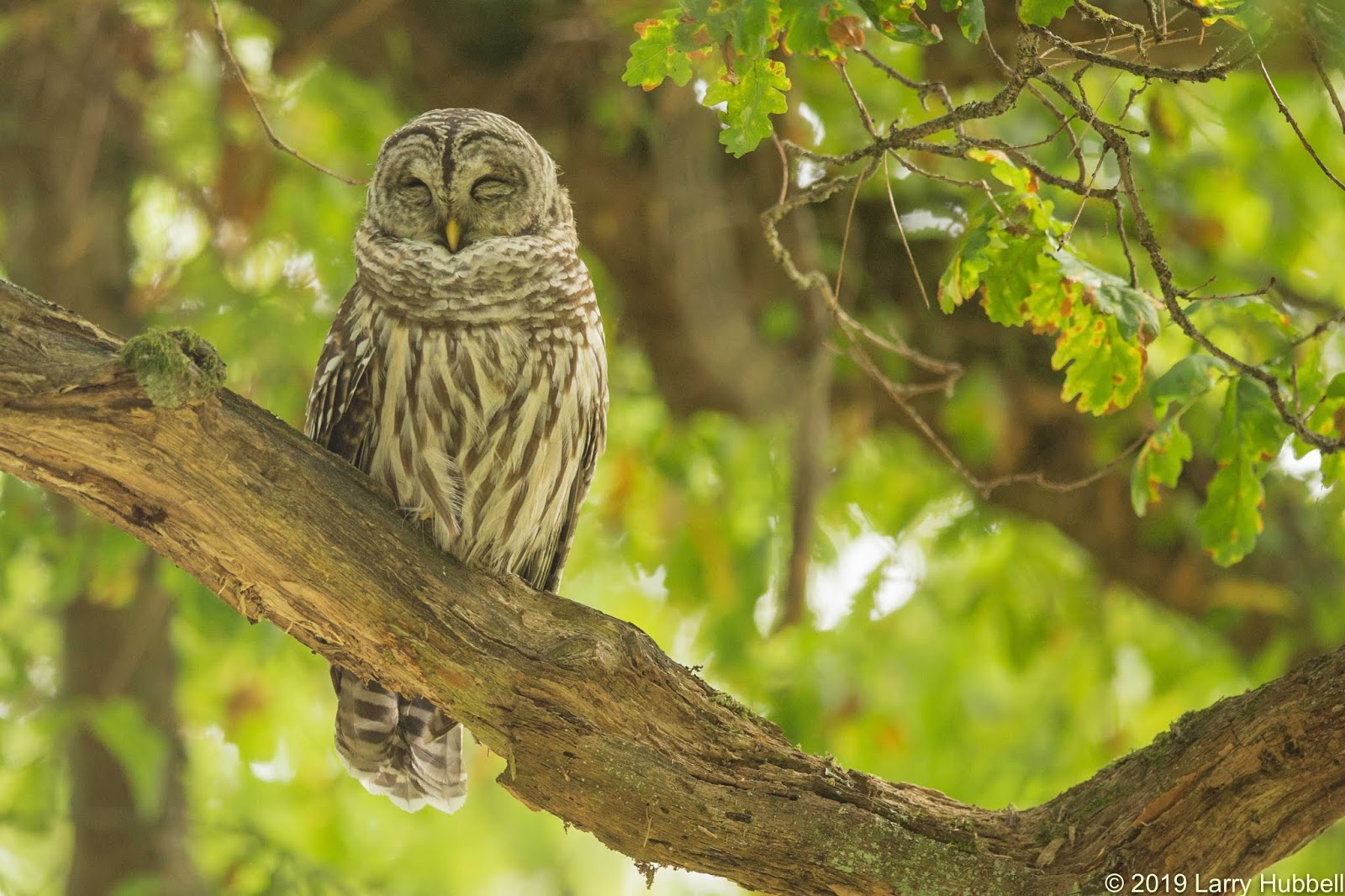 Union Bay Watch : Headless In Seattle