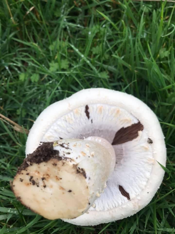 İçi Kızıl ,Çayır Mantarı (Agaricus campestris) - Mantarlı Yaşam