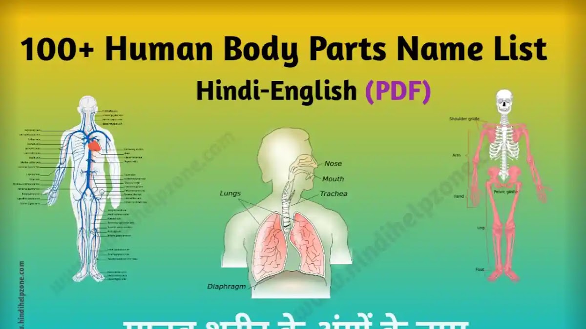 Human Body Parts Name With Picture Pdf human-body-parts-name-with-picture-pdf