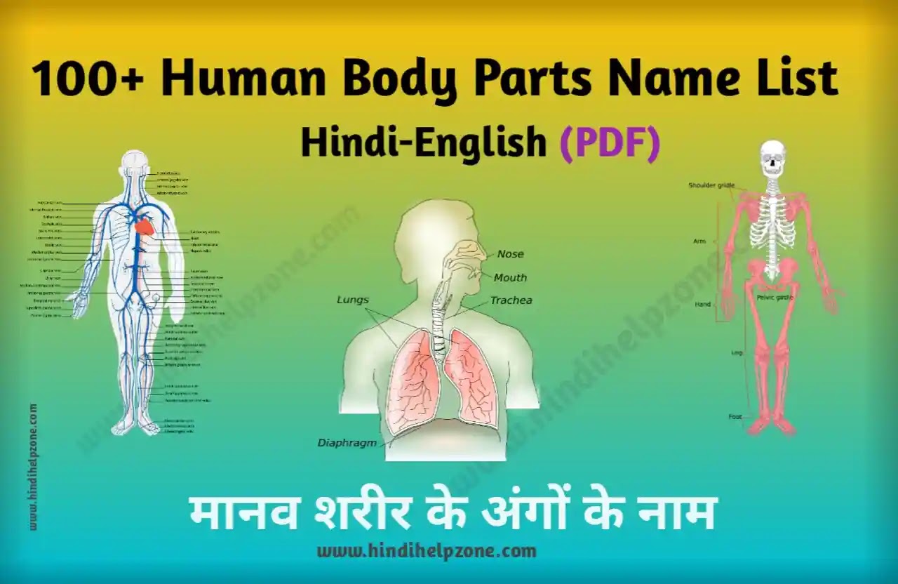 100 Human Body Parts Name Hindi English pdf 100-human-body-parts-name-hindi-english-pdf