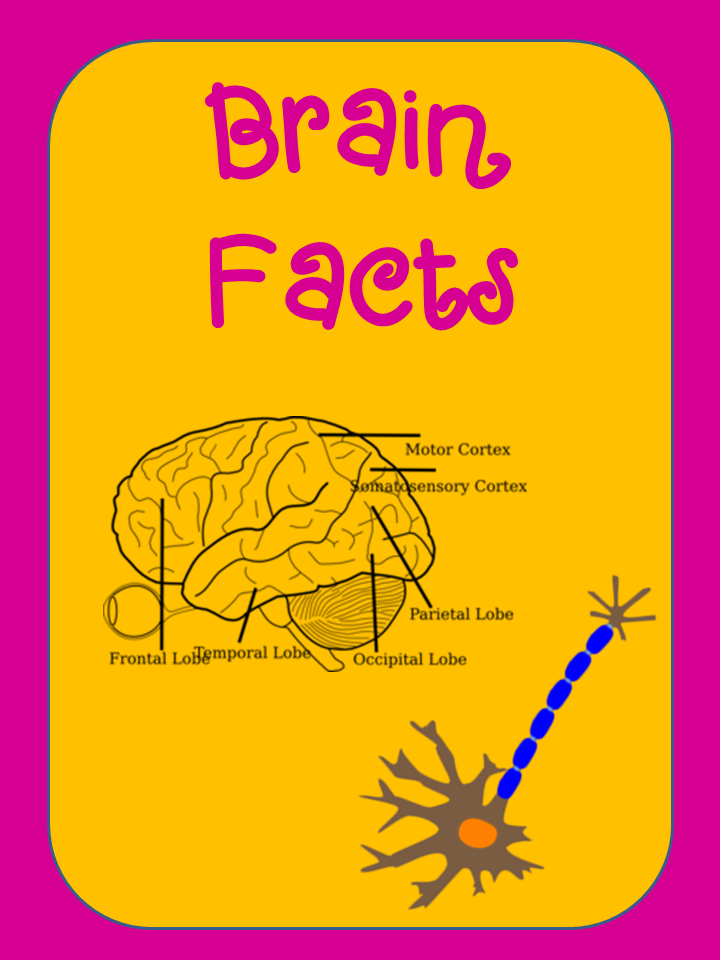 Elementary Matters: Brain Facts