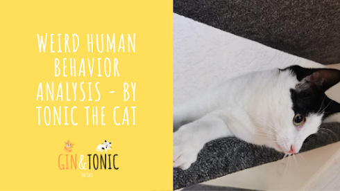 Tales with Gin and Tonic the cats