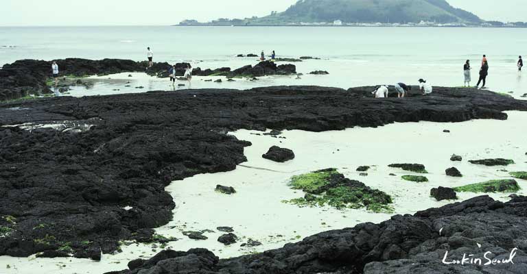 Special Orange you can meet in Korea; Hallabong - lookinSeoul