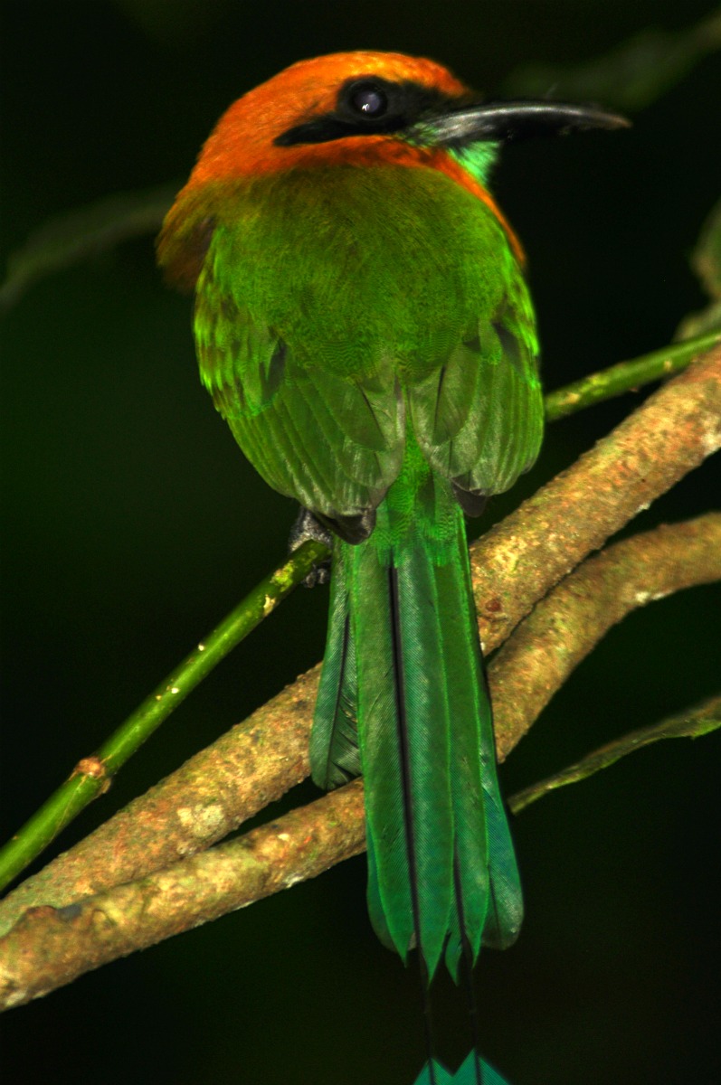 A Tree Falling: Costa Rican Birds, Part II
