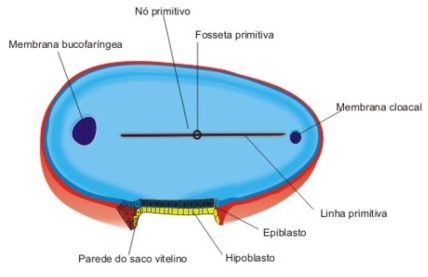 Glosario- aspectos generales del desarrollo del embrión : 3ra. semana ...