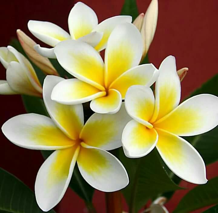 The Ceylon Times: Red araliya flower - Plumeria in sri lanka