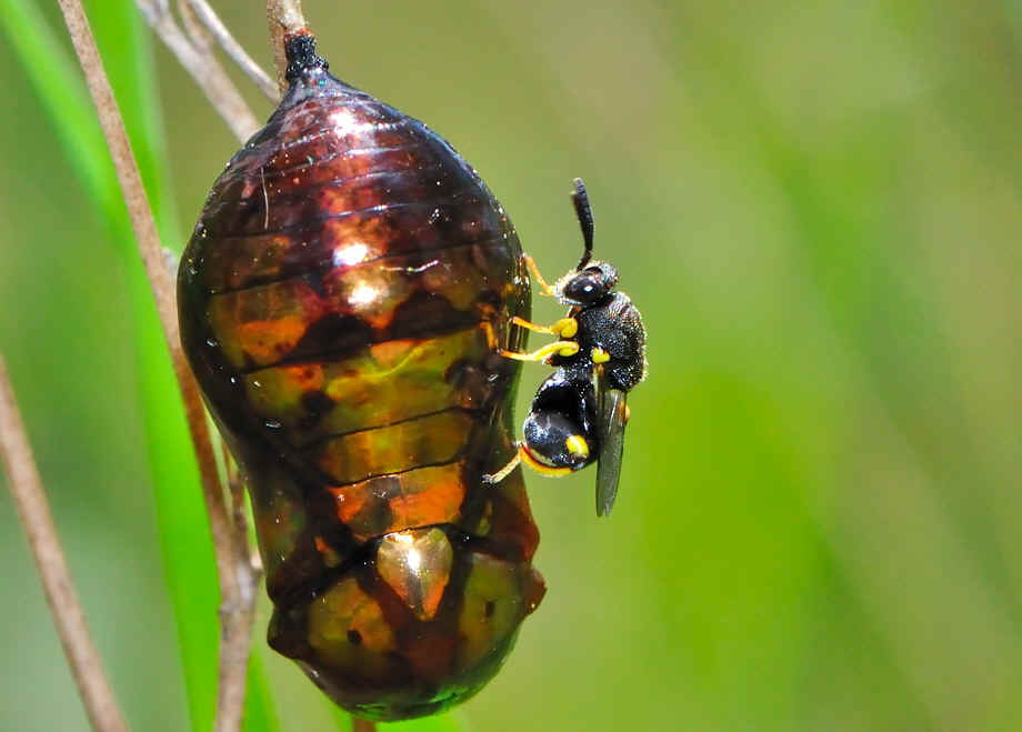 Catalogue of Organisms: Brachymeria perflavipes and Beyond