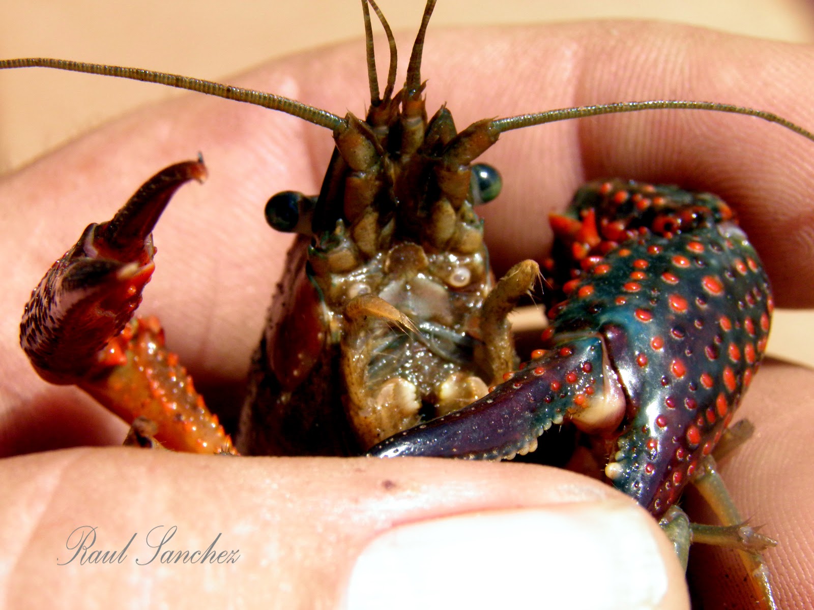 Naturaleza Viva : Cangrejo de río ( crustáceos decápodos )