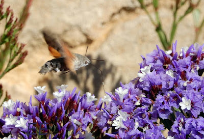 Mallorca es así también: Insectos de primavera en el jardín