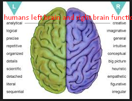 The Difference The Right Brain And Left Brain In Humans - Life Is Beautiful