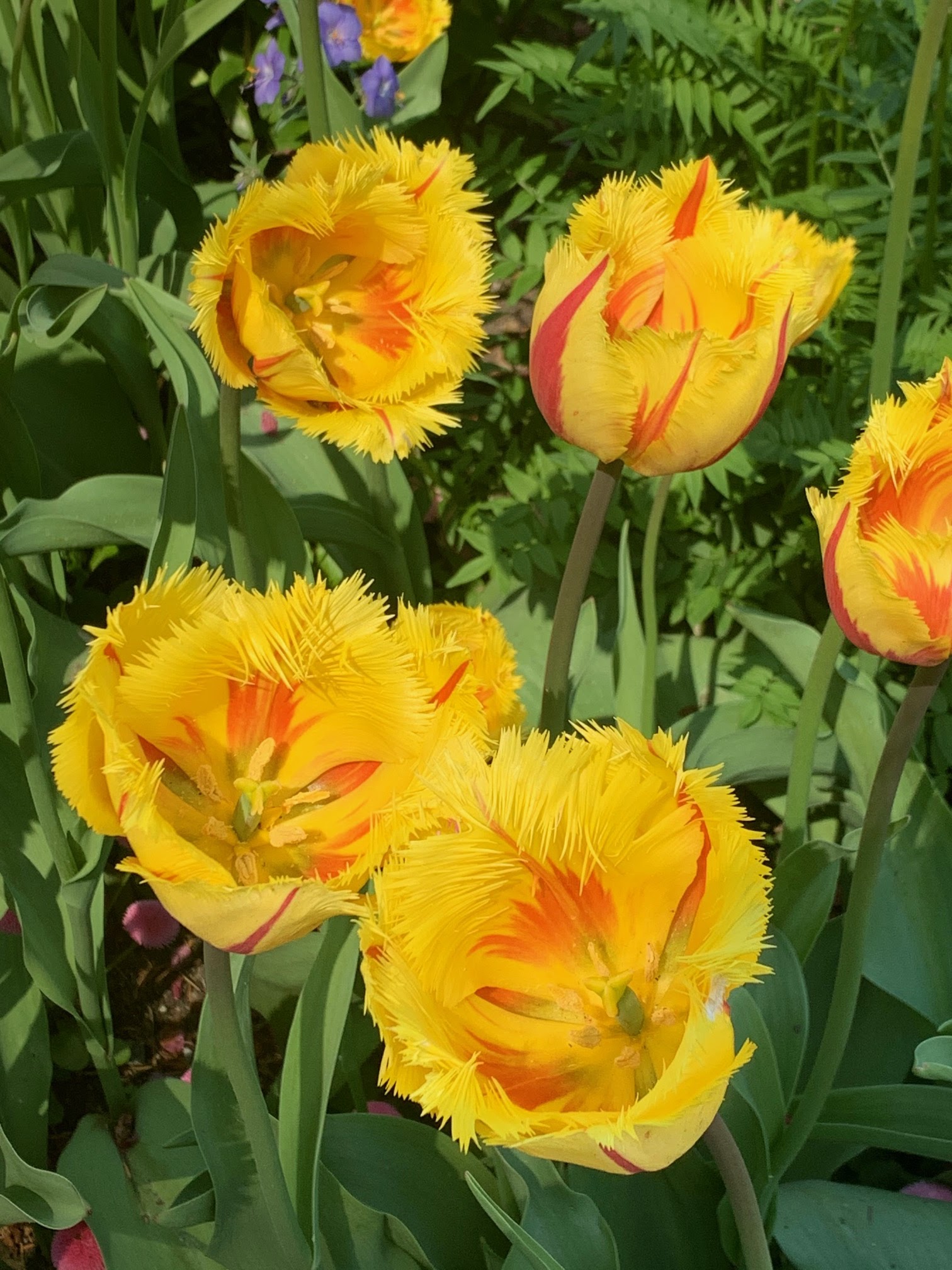 hostess of the humble bungalow: Tulip mania courtesy of Butchart Gardens...