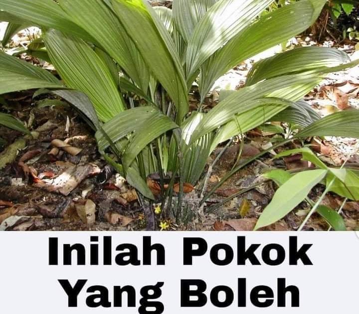 Spekman: Pokok Lemba - Penawar Racun & Santau