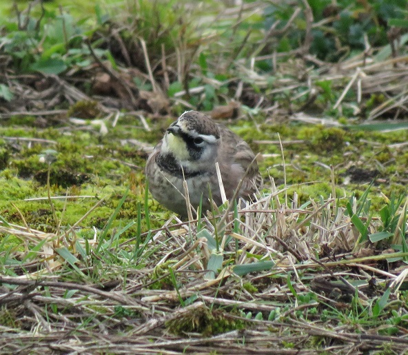 American Horned Lark
