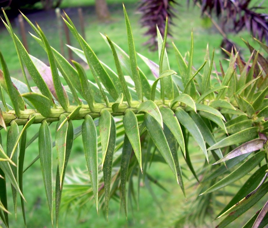 Taxonomía Visu: Phylum Tracheophyta Clase Pinopsida