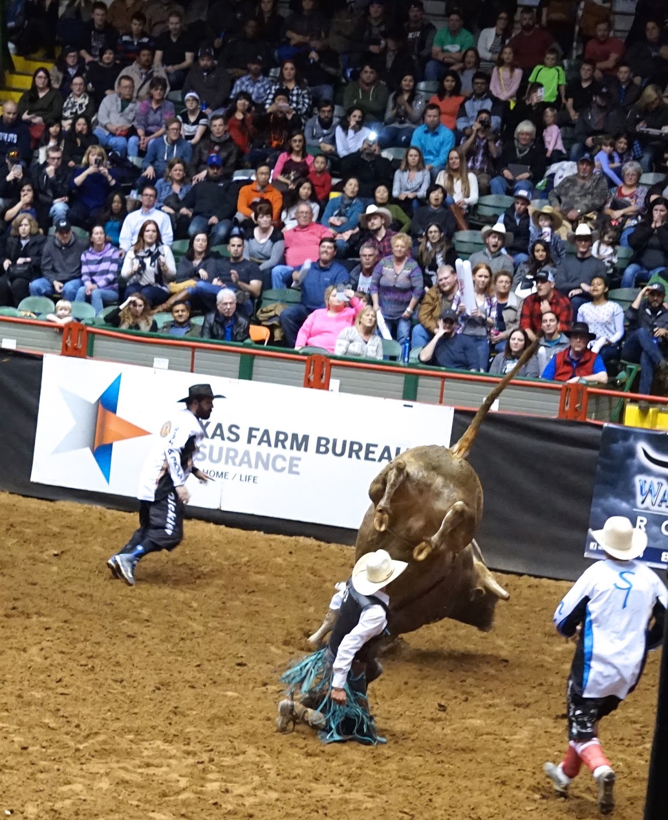 A Day in the Life: Longhorn Steer and a Cowtown Rodeo