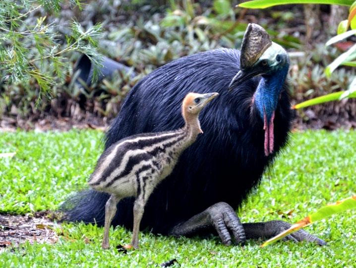 Kasuari, Burung Berkaki Pisau dari Belantara Papua | RE Tawon