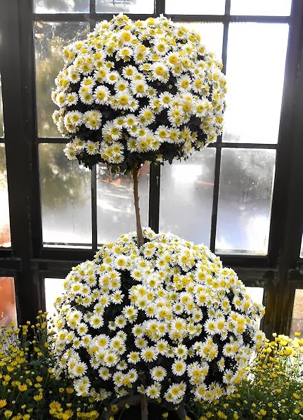 My Virtual Garden: Chrysanthemum Festival